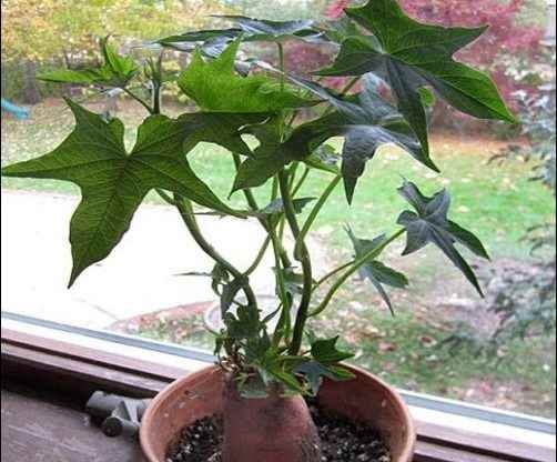 Super Tuber! If you only grew one vegetable in your garden, this would ...