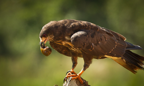 The Eagle That Only Eats Snails. Once they’ve latched onto a snail, the ...
