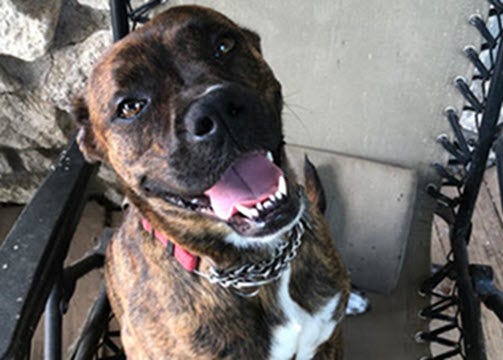 Long Way Home. How a lost dog healed our hearts | by Krista Schumacher ...