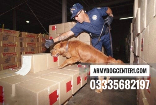 Heroic Canines of Pakistan into the Army Dog Center | by armydogcenter ...