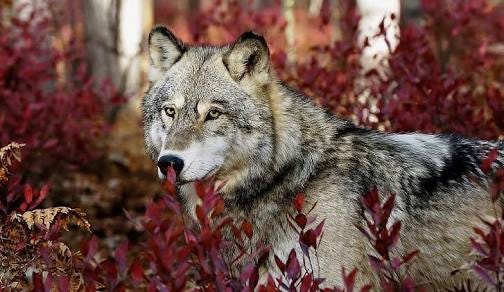 SHE WAS A WOLF. She looked so fragile, as if she would… | by Salonee ...