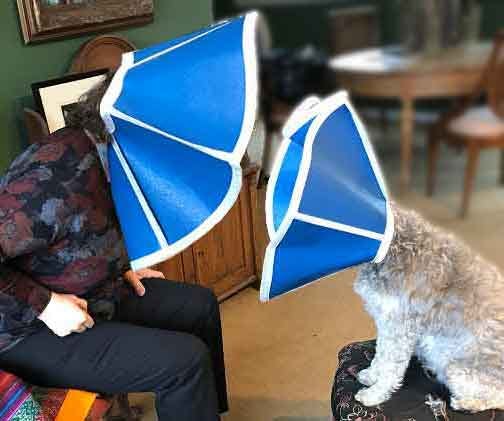 Dogs in Recovery. Canines recovering from surgery offer… | by Dave ...