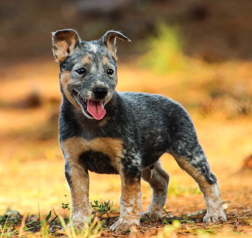 Uncertain about the Red Heelers? Here’s everything you need to know ...