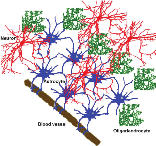 Astrocytes: The Central Nervous System Cells That Outnumber Neurons ...
