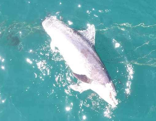 Killing dolphins doesn’t keep us safe from sharks | by Tim Lavers | Medium
