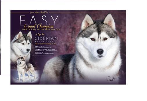 6 Tips for Animal Photography. Pros make commercial pet photography ...