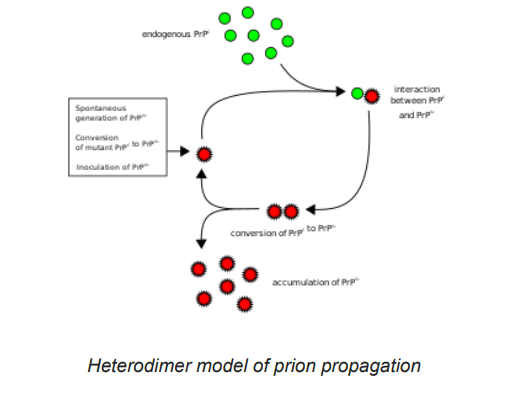 Prions, the silent but deadly killers : More in depth | by Pearl Shah ...