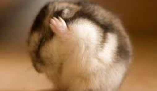 On Hamsters. When did wheel life become real life? | by Tiger Lillington | Medium