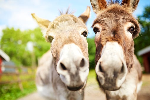 Money Mules — Why we must double down on mule prevention | by CYBERA ...
