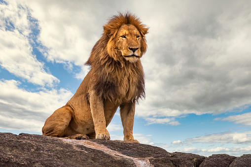 “The Great Lion” katanya. Singa Si Raja Hutan mengaum di atas… | by ...
