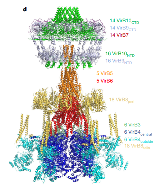 “unveiling The Molecular Architecture Demystifying The Structure Of Type Iv Secretion Systems