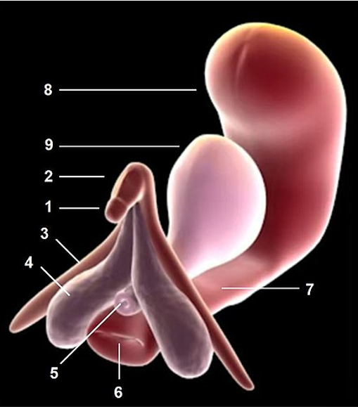 10 Female Specific Body Parts Named After Men By Kristine Shields 