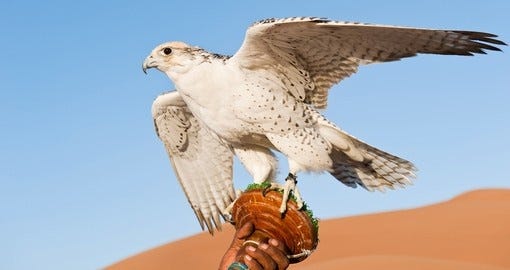 How living things survive in desert environment in UAE? | by ...