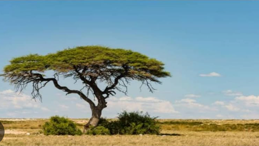Out of Africa — Eventually.. Copyright: John Bybee Ó February, 2013 ...
