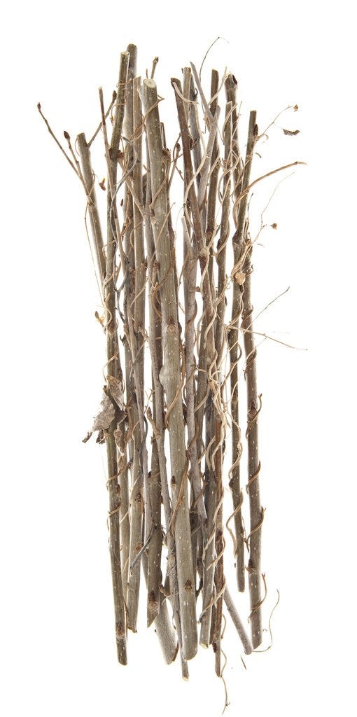 Oil from the Tree of Life. The oil from a wild tree in the jungles ...