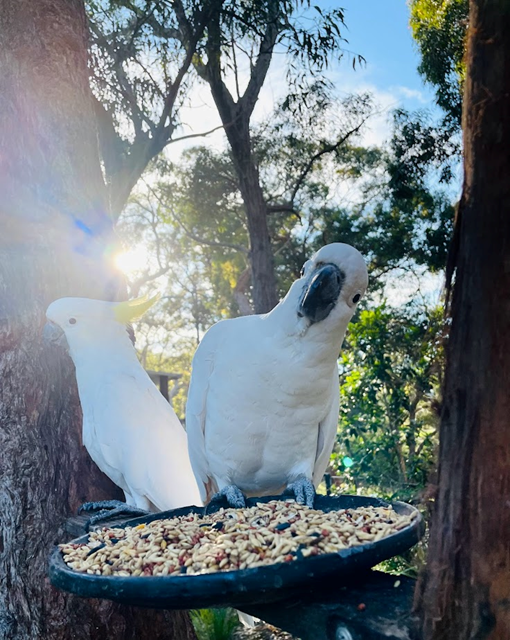 The Aussie Wildlife Take Over: When Birds Get Sassy | by Kristy C ...