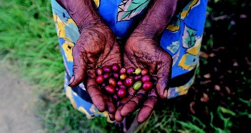 An Overview of Traditional Food Served in Papua New Guinea | by Gummi ...