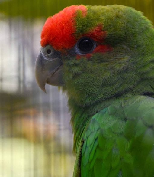 Buy Steve Pileated Parrot. https://www.onlineparrotstore.com/produc ...