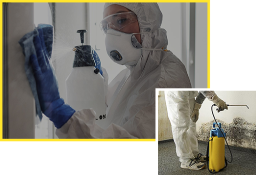 Expert Mold Removal for Residential and Commercial - Certified Mold ...