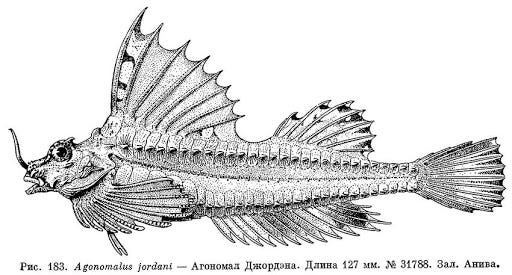 Fish don’t exist, so what does?. I recently finished Lulu Miller’s Why ...