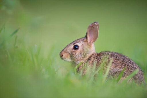 Top 10 Brown Animals Around The Globe | by Animals Around The Globe ...