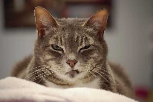 Unimpressed Animals