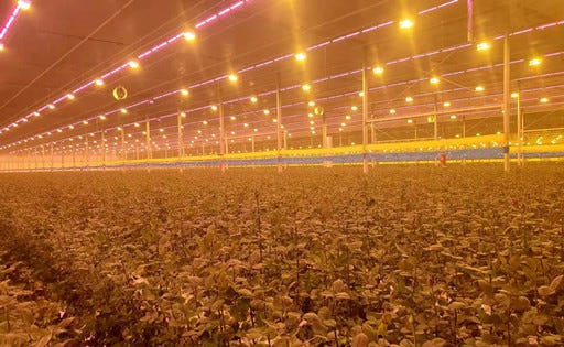 HPS&LED Hybrid System. What is a hybrid system? | by Westland | Medium