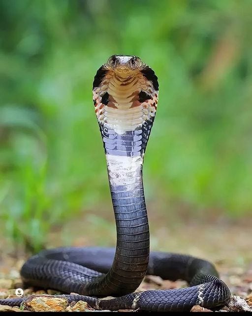 The King Cobra Life. The King Cobra, scientifically known as… | by ...