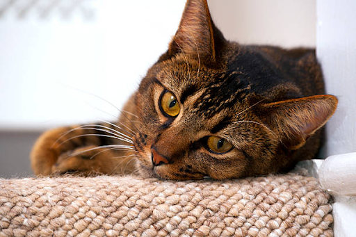 Medium sized and stockily erected, the fantastic Shorthair cat has a ...