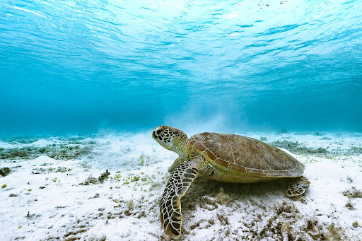 Unveiling the Enchantment: Dive into the World of Turtles Gold Coast ...
