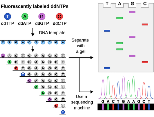 DNA sequencing:. DNA sequencing is the process of… | by S* Khan | Oct ...
