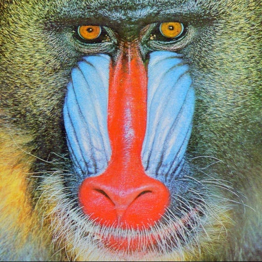 Computer Vision: Histogram Equalization | by Karthik Shenoy | Medium