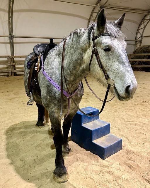 Elevate Your Style with a Pop of Color! - Two Horse Tack - Medium