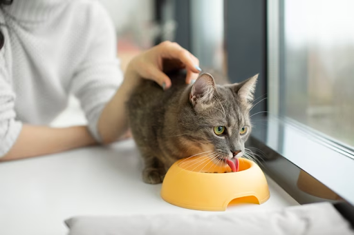 The Virtual Feast: Revolutionizing Your Cat’s Diet with Online Cat Food ...