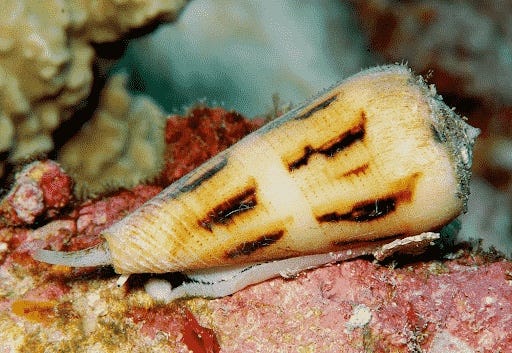 ω-Conotoxins: Snails that Can Change Healthcare | by Project CLERIS ...