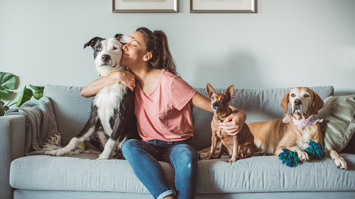 How Pet Services Help in Maintaining the Well-being of Pets | by ...