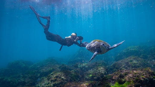 Make Waves: Dive into Adventure with Swim with Turtles Gold Coast | by ...
