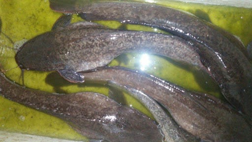 Easy to Apply Catfish Cultivation Method | by Irma Leavitt | Medium