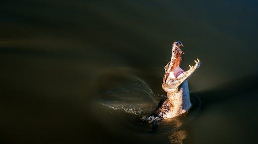 Alligator Teeth: What to Know About These Pearly Whites | by ...