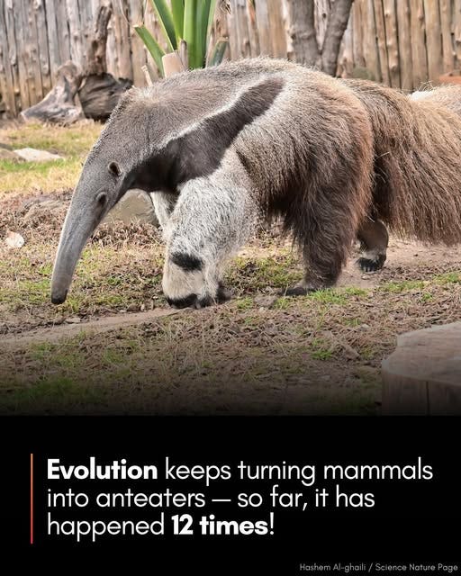 Strange Science: Mammals keep evolving into anteaters | by NASSIM ...