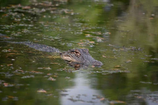 Alligator Lifespan: How Long Do Alligators Live? | by ...