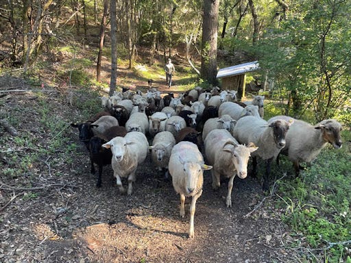 Grazing for Resilience. Community Grazing Initiative Increases… | by ...