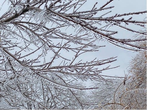The Light of Presence. In this ice, a tree held in delicate… | by ...