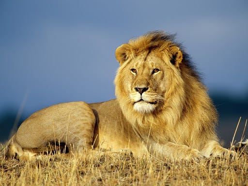 The Controversial Topic Of Trophy Hunting | by Max Cooney | The Issue ...