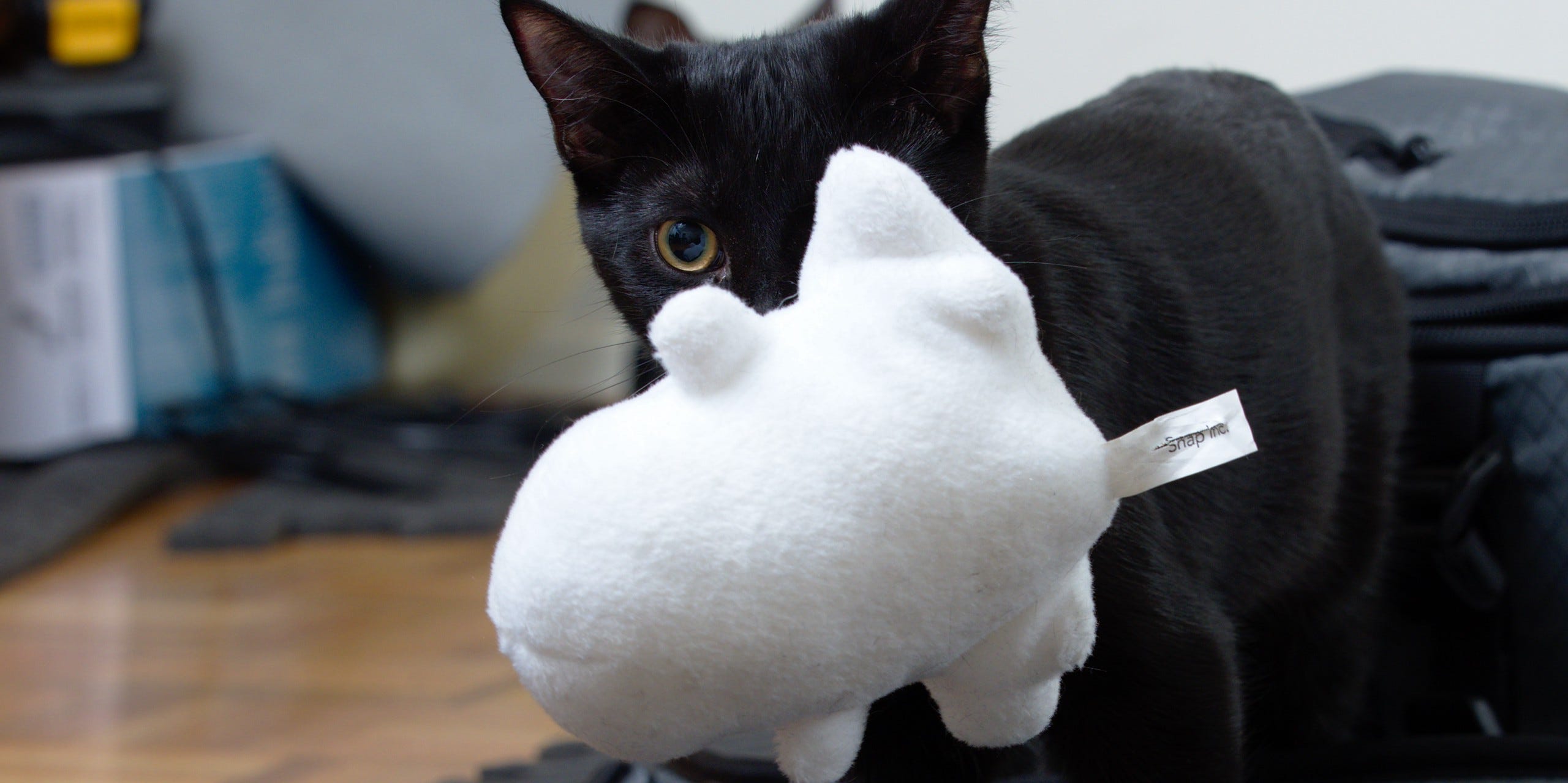 Exasperated Cat Gif