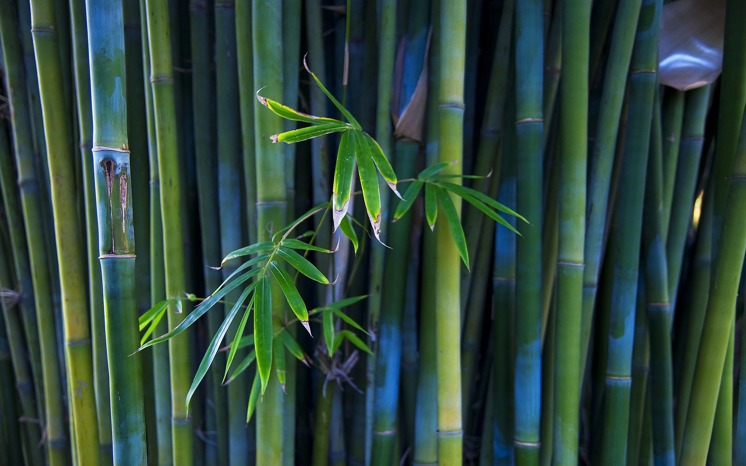 Chinese Bamboo Wallpaper