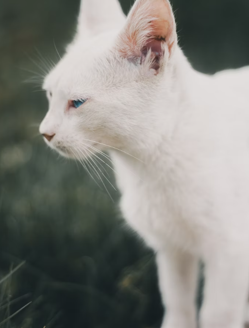 The Heterochromatic cat — Cat Whisper Part 4 | by Anjili Hu | Sep, 2025 ...