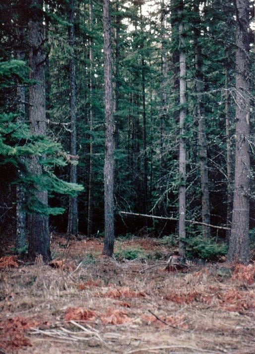 Forest Inventory — a central point for framing forest management ...