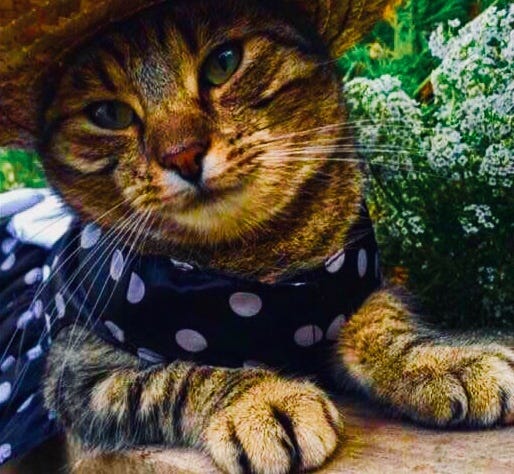 Le Kat … Chat . Mercy Merci. Please… | by kurt gasbarra | Medium