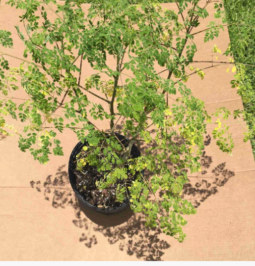 Why You Should Grow a Moringa Tree at Home? | by Everglades Farm | Medium